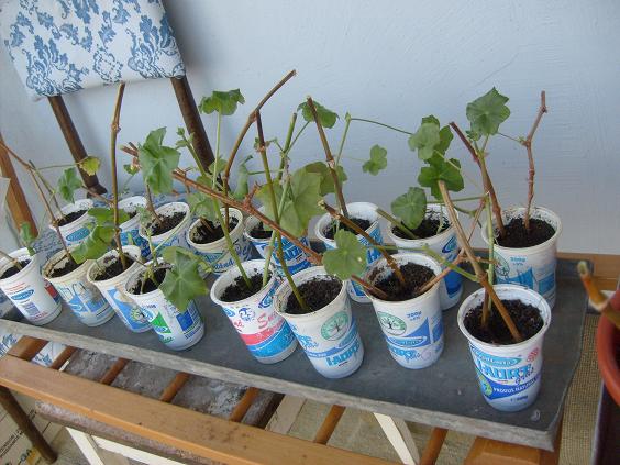 Inmultirea muscatelor curgatoare | Elisa – gradina mea de vis