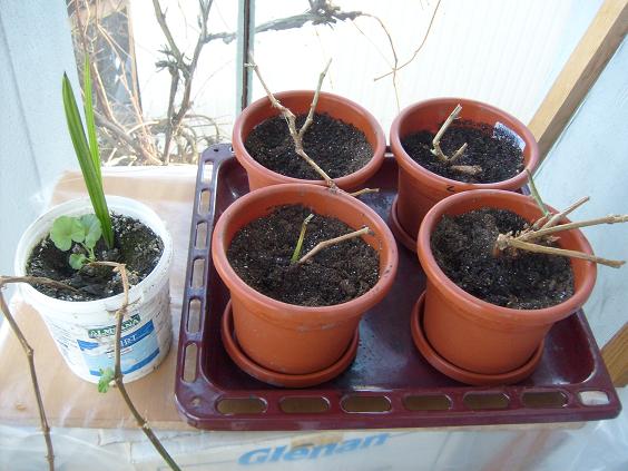 Inmultirea muscatelor curgatoare | Elisa – gradina mea de vis