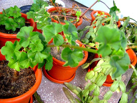 Inmultirea muscatelor curgatoare | Elisa – gradina mea de vis